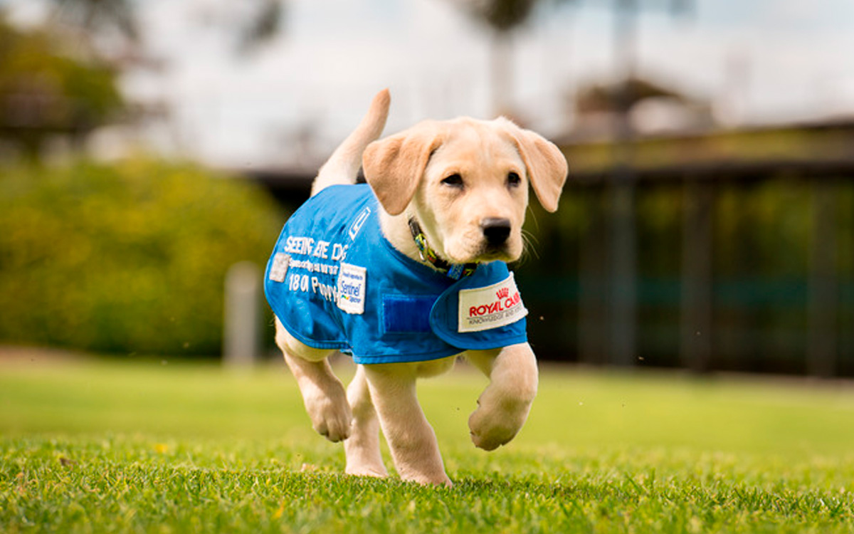 Seeing Eye Dog puppy carers needed