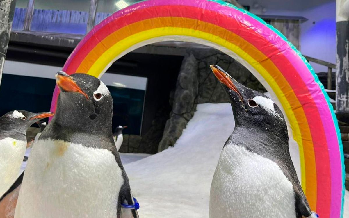 Christian lobbyist claims gay penguin couple are fake!